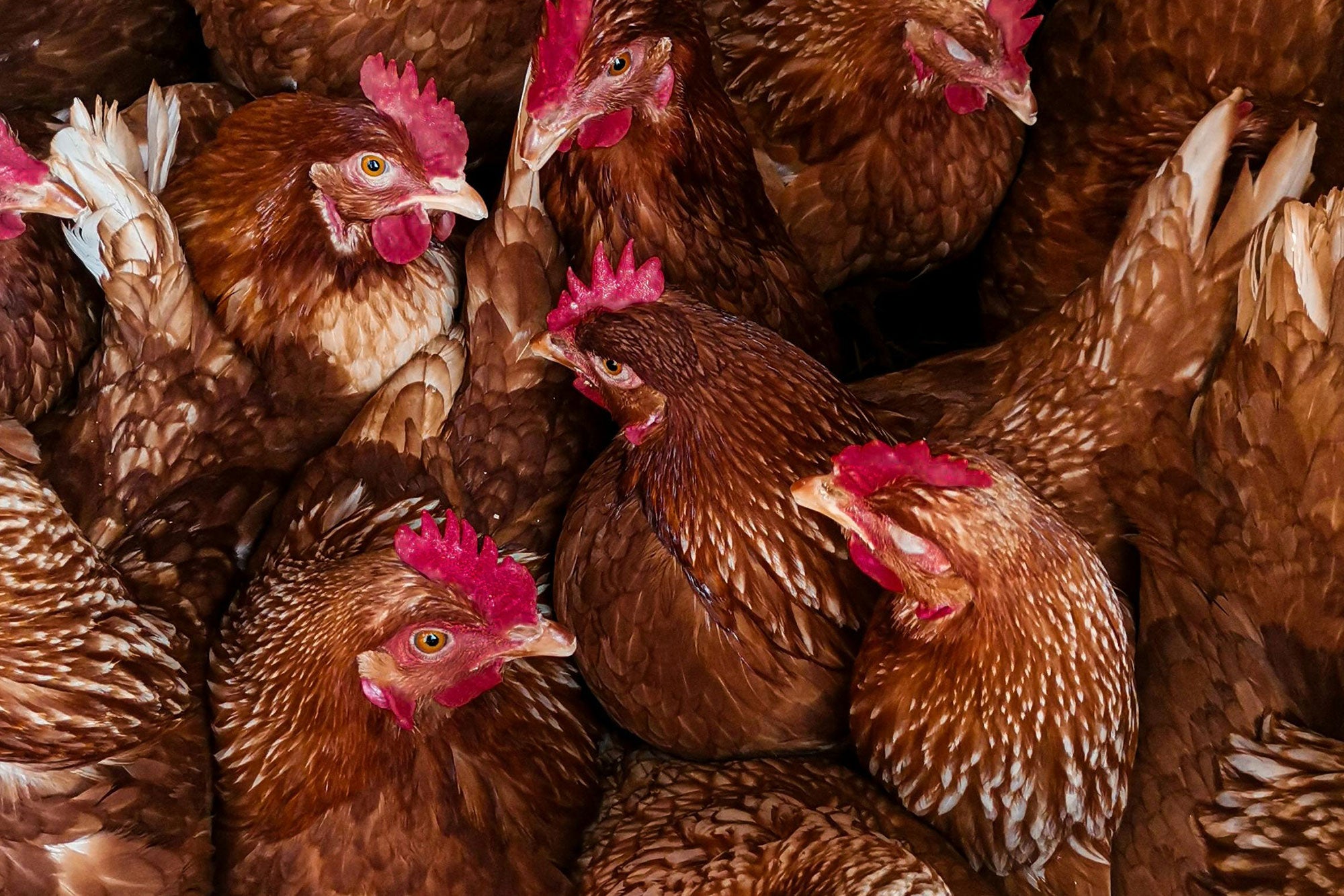 Understanding the Impact of Current Bird Flu Outbreaks – Invisiverse News