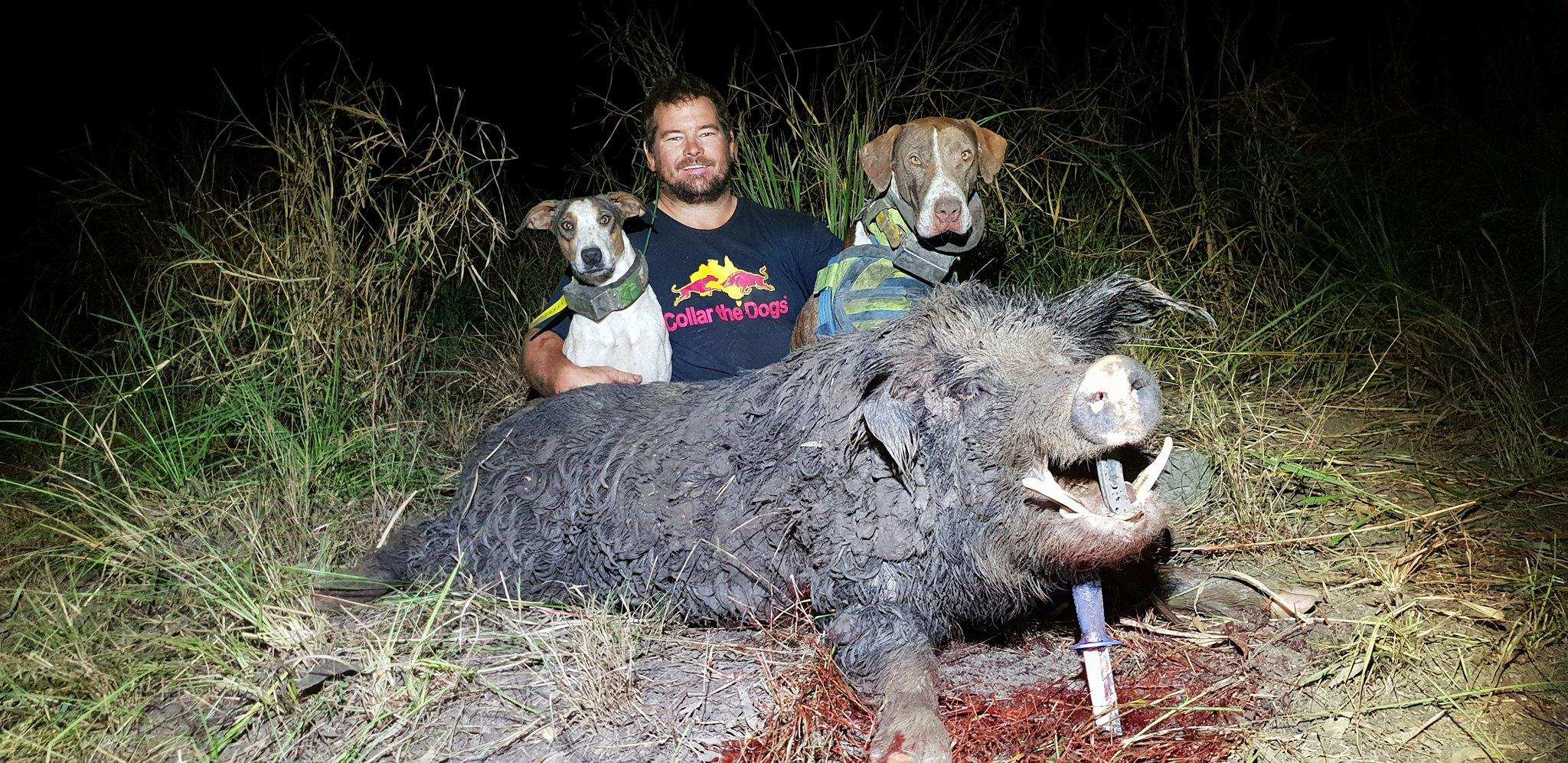 Understanding the Impact of Feral Pigs in the UK – Invisiverse News