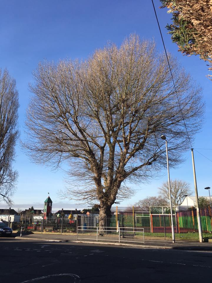 Understanding the Black Poplar: Its Importance and Conservation ...