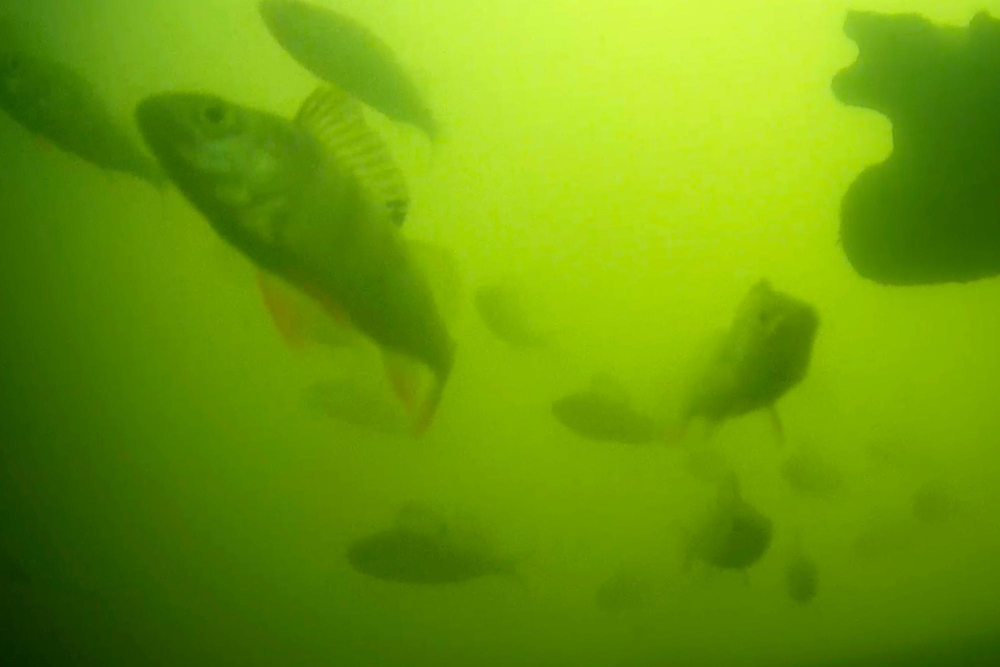 Exploring the New Trend: The Fish Doorbell – Invisiverse News