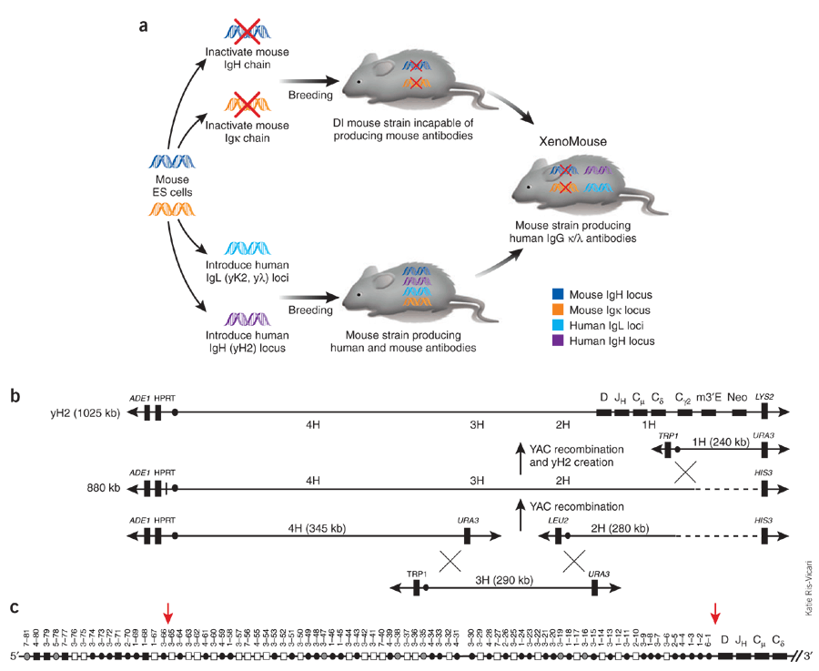 The Significance of Transgenic Mice in Modern Scientific Research ...