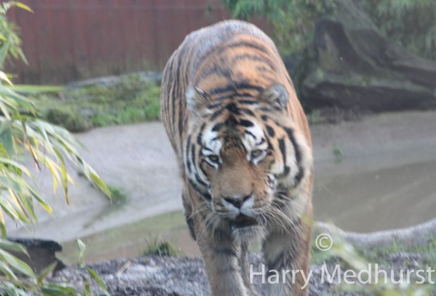 Discovering Colchester Zoo: A Sanctuary for Wildlife – Invisiverse News
