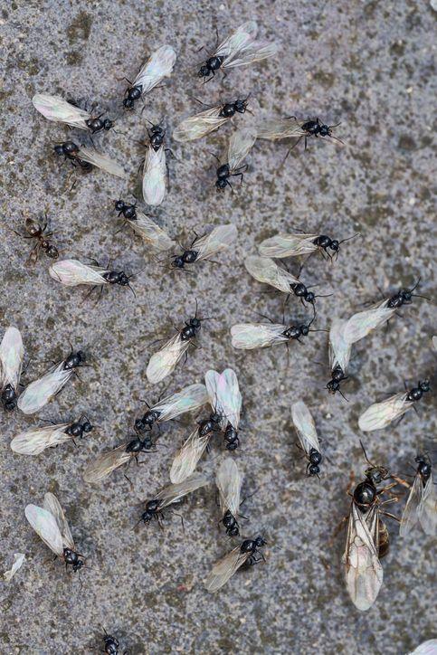 Understanding Flying Ants Day: A Summer Phenomenon – Invisiverse News