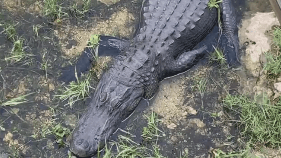 The Enigmatic Alligator Alcatraz: A San Francisco Legend – Invisiverse News
