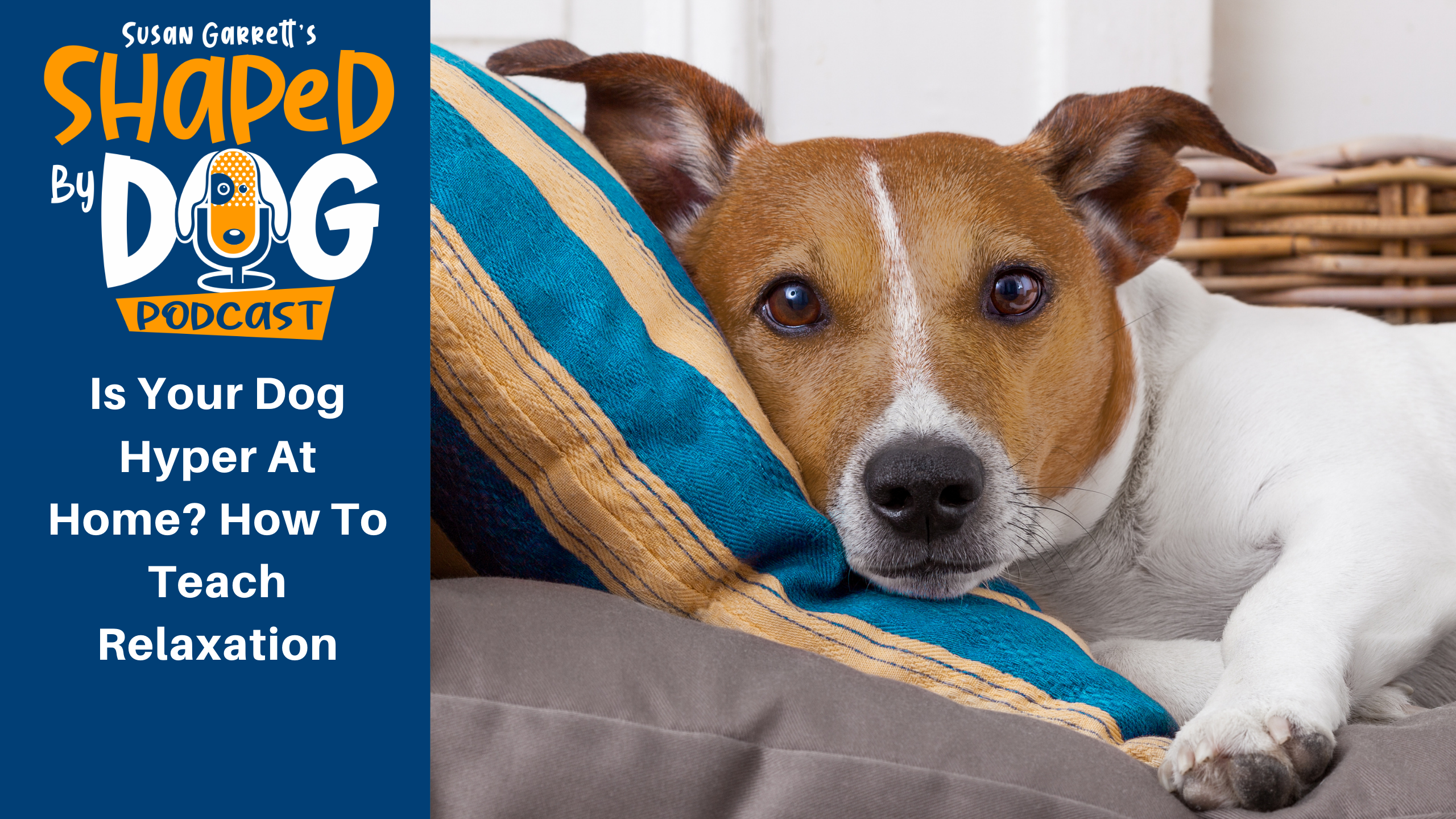 Understanding the Importance of Dogs in Our Lives – Invisiverse News