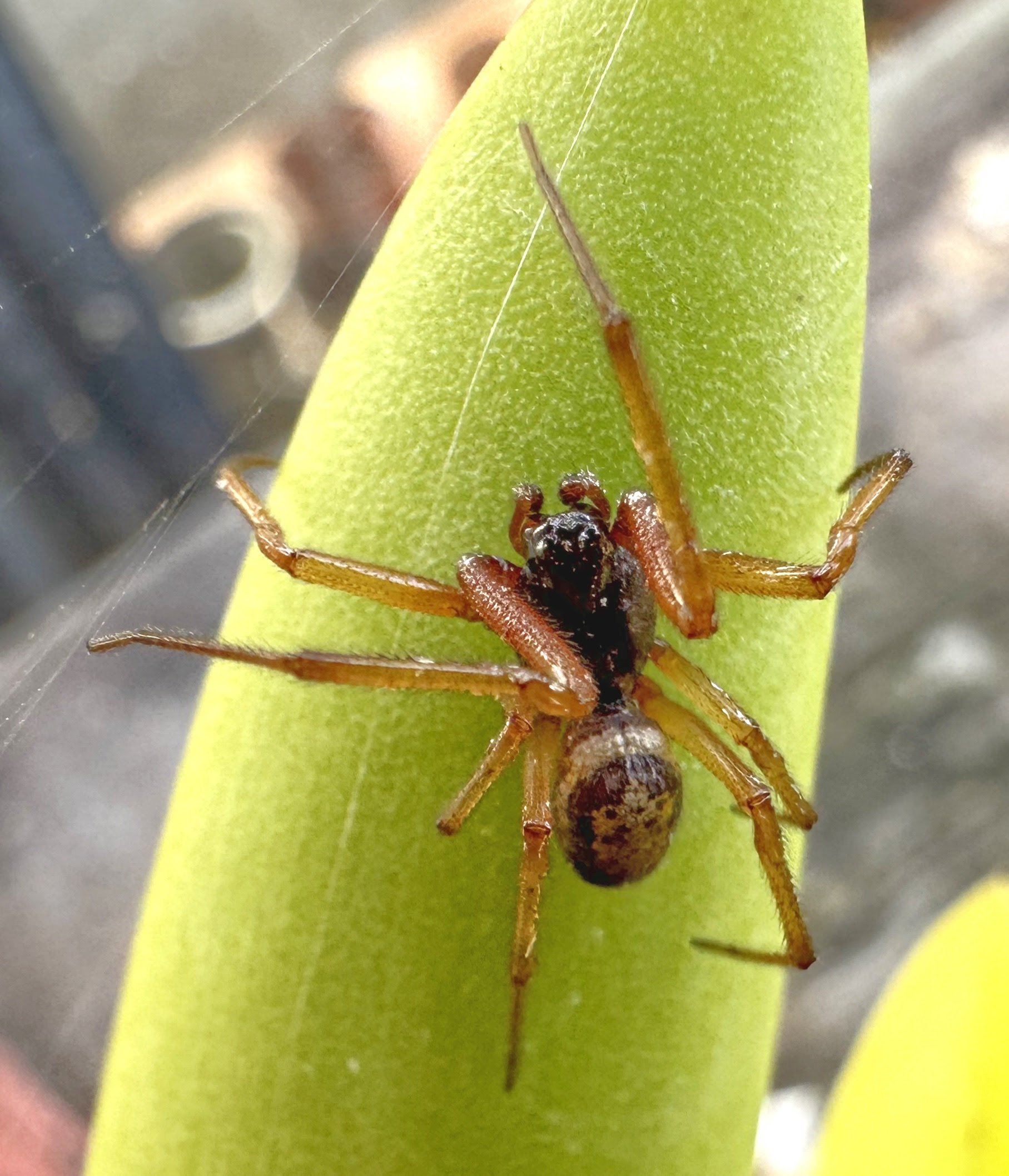 Understanding False Widow Spiders in the UK – Invisiverse News