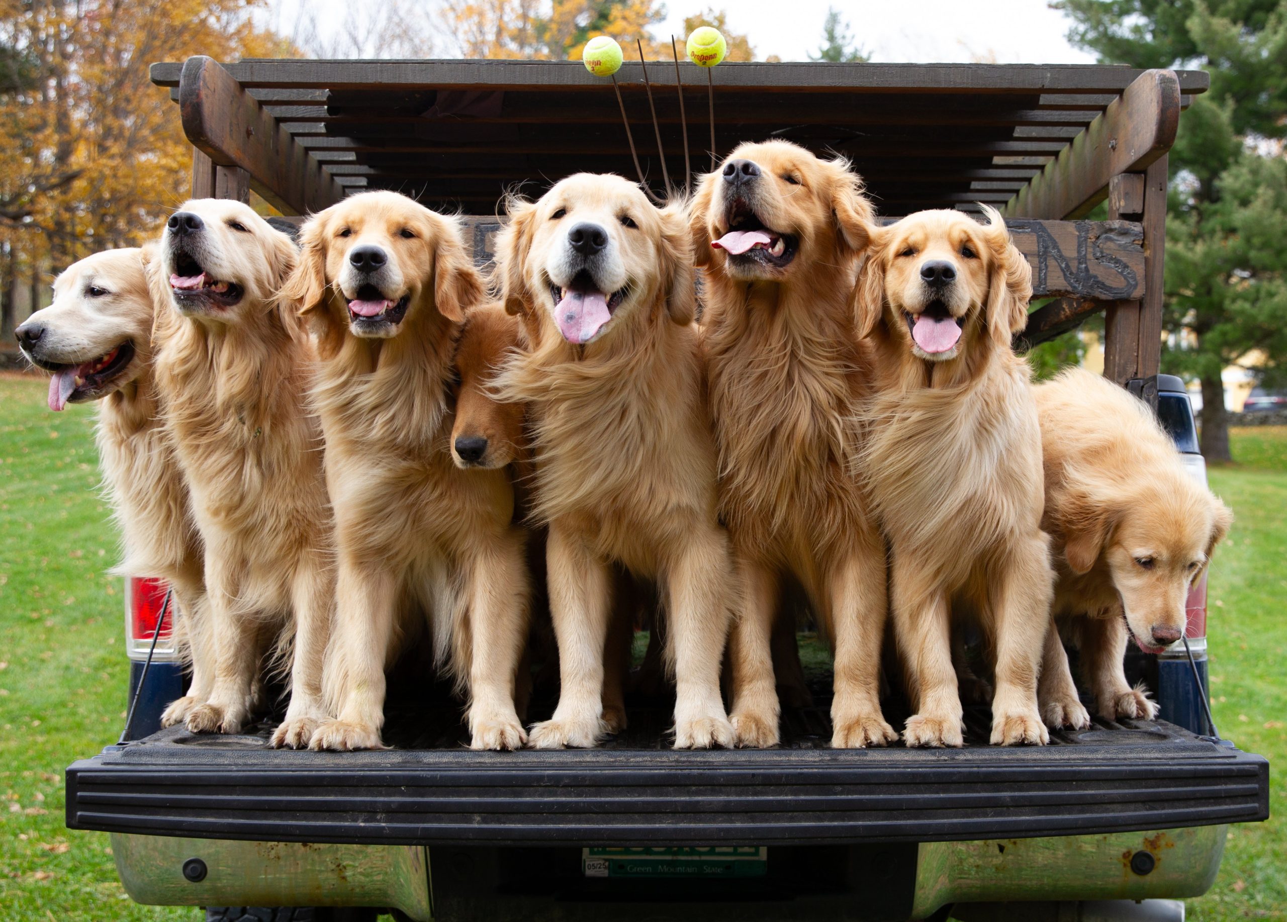 The Joyful Journey of the Golden Retriever Experience – Invisiverse News