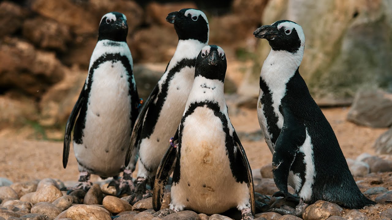 Discovering Banham Zoo: Wildlife Conservation and Fun – Invisiverse News