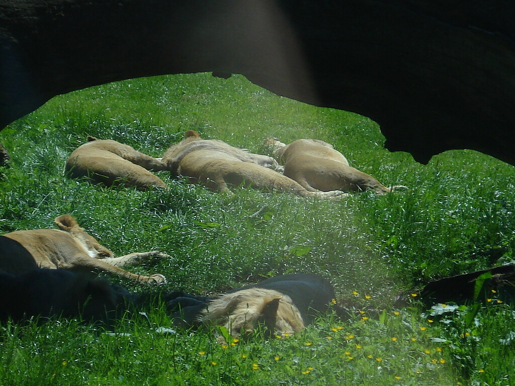 Discover the Wonders of Longleat – Invisiverse News