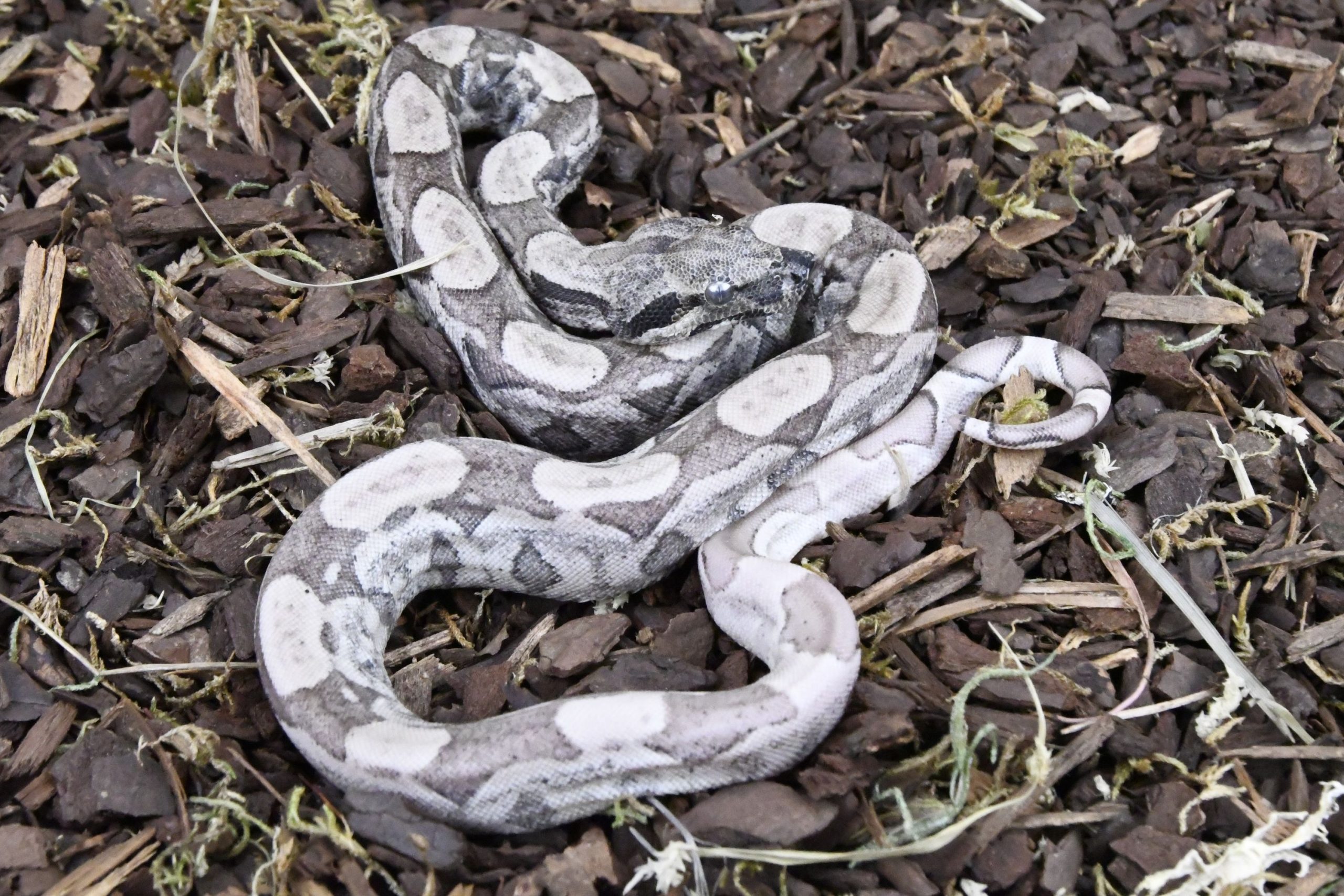 Understanding Boa Constrictors: Habits, Threats, and Conservation ...