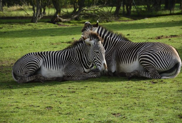 Chester Zoo: A Centre for Conservation and Education – Invisiverse News