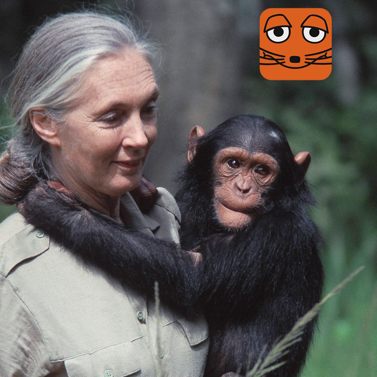 The Lasting Legacy of Jane Goodall in Animal Conservation – Invisiverse ...