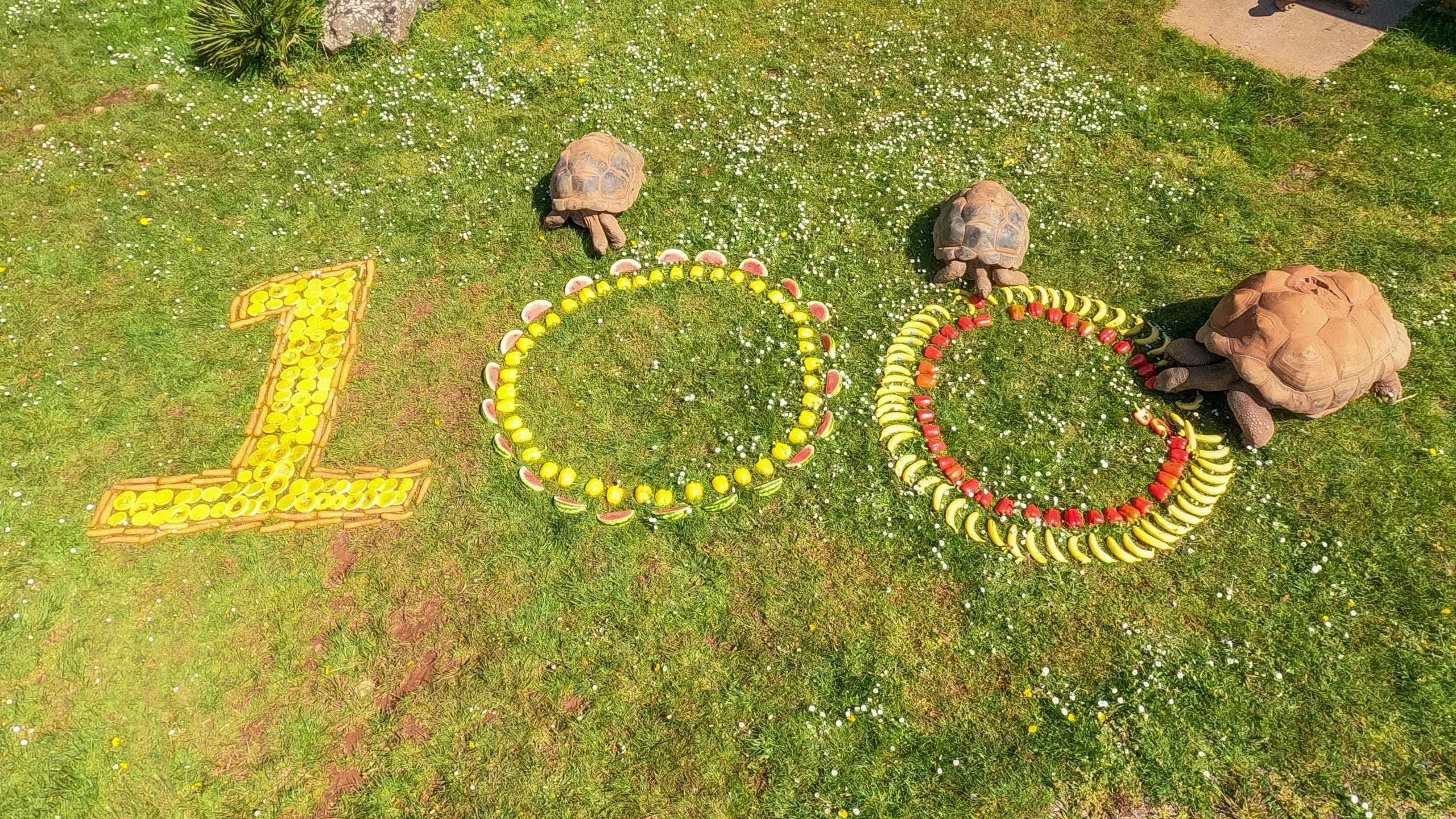 Exploring Paignton Zoo: A Hub for Conservation and Education ...