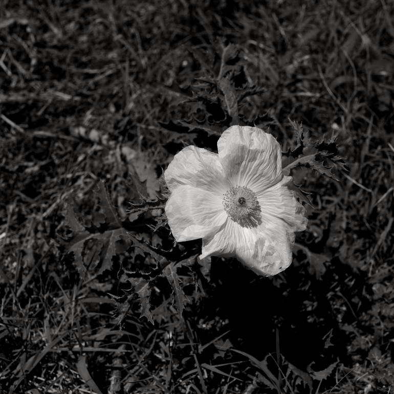 The Symbolism of the White Poppy in Peace Activism – Invisiverse News