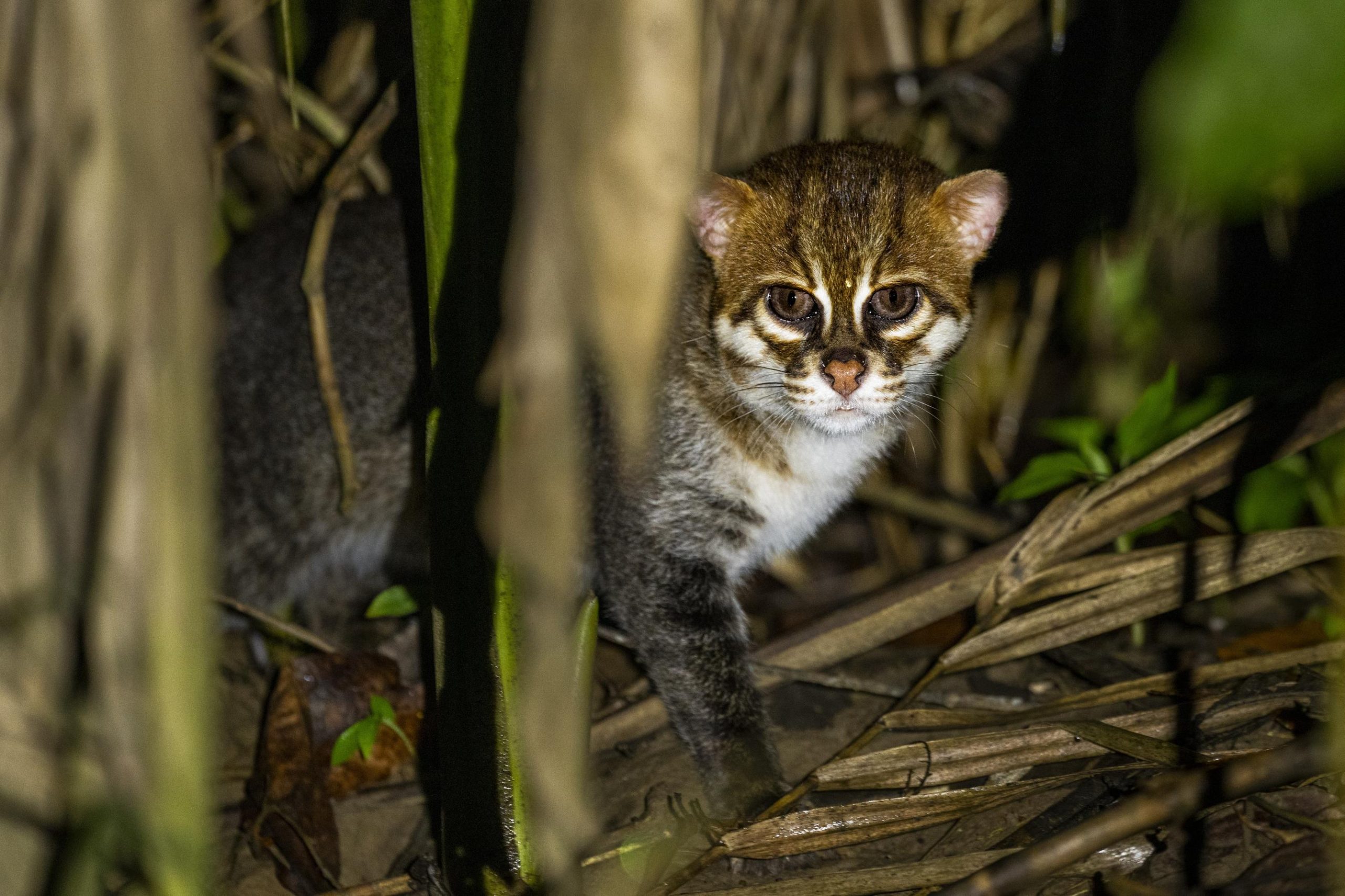 The Plight of the Endangered Flat Headed Cat – Invisiverse News