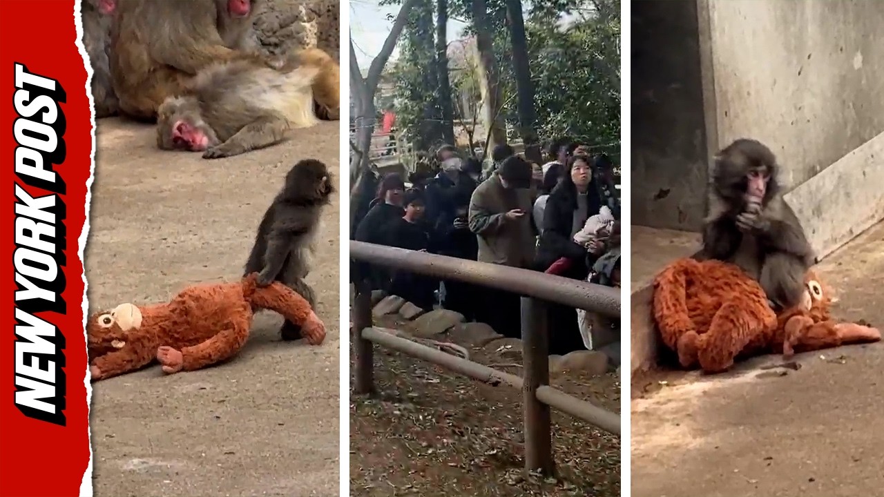 Understanding ‘Punch the Monkey’: Origins and Uses – Invisiverse News