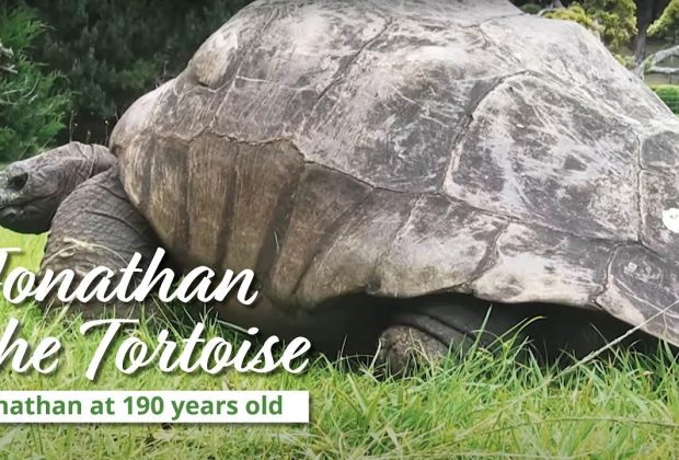 Jonathan tortoise death: Seychelles giant dies aged 193